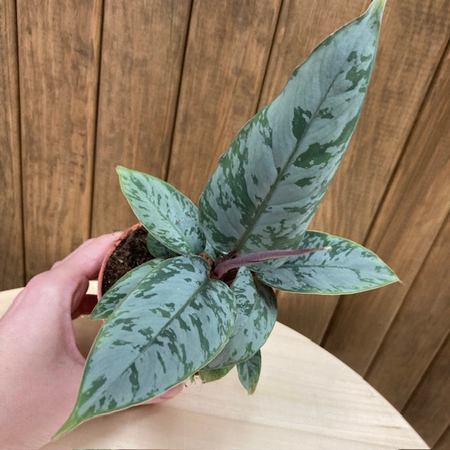 Apoballis "Red sword" | Tropical Home