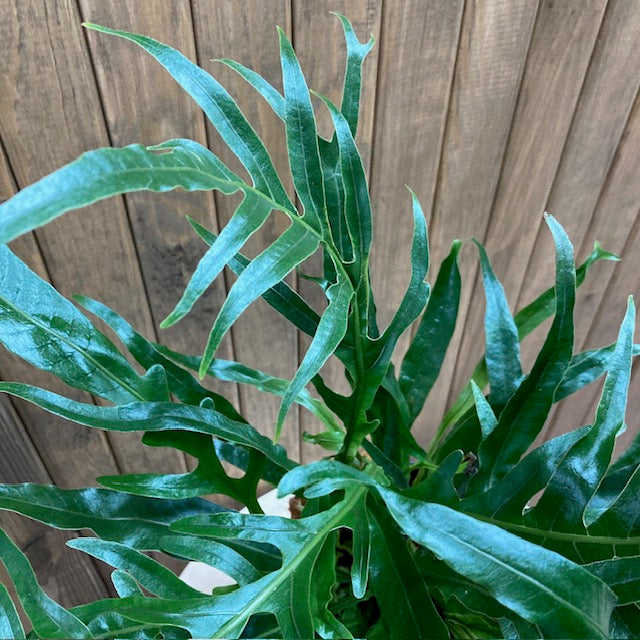 Aglaomorpha coronans - Snake leaf fern | Tropical Home