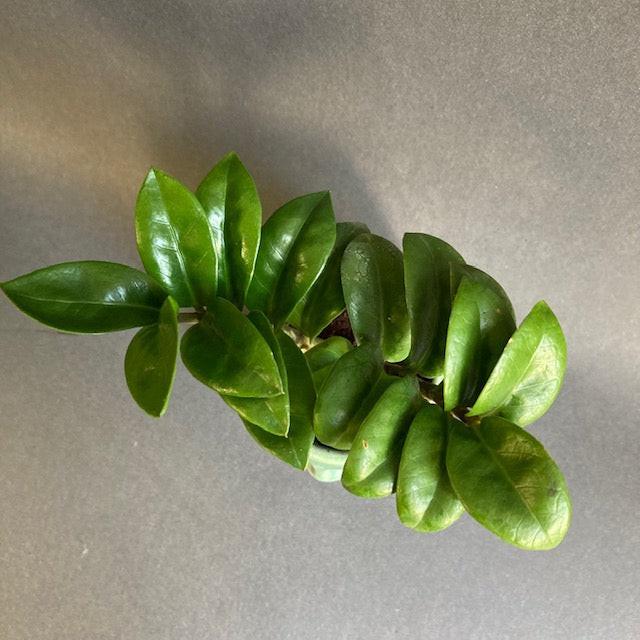 Zamioculcas zamiifolia "Zenzi" - Agglegénypálma "Zenzi" | Tropical Home