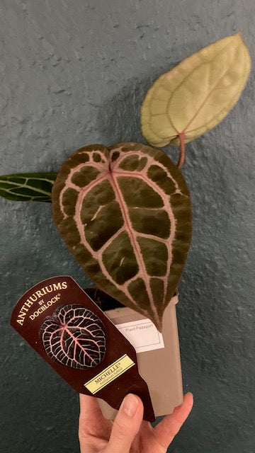 DocBlock Anthurium Michelle® - EXCLUSIVE | Tropical Home