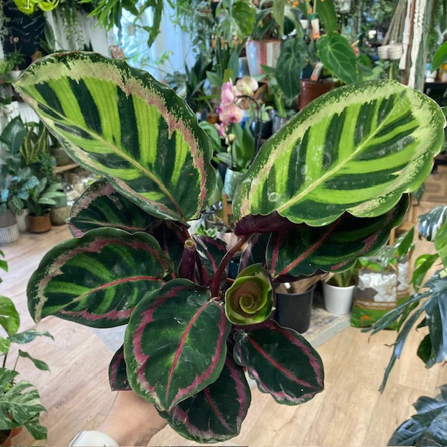 Calathea roseopicta "Angela" - Zebralevél | Tropical Home