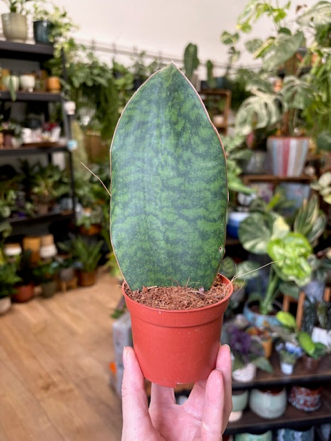 Sansevieria masoniana "Victoria" - Anyósnyelv - Whale fin snake plant ...