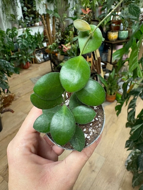 Hoya bilobata (panchoi IML0228) - Viaszvirág– Tropical Home