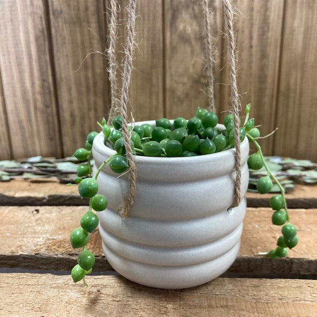 Senecio rowleyanus mini - Borsóka - String of pearls | Tropical Home