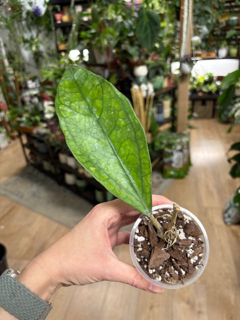 Hoya sp. Germany - Saját szaporítás– Tropical Home