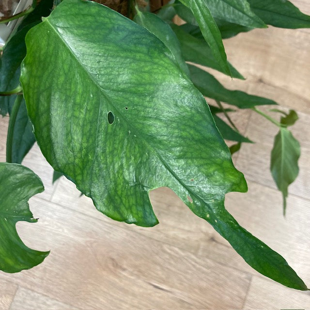 Epipremnum pinnatum "Skeleton key" - Saját szaporítás | Tropical Home